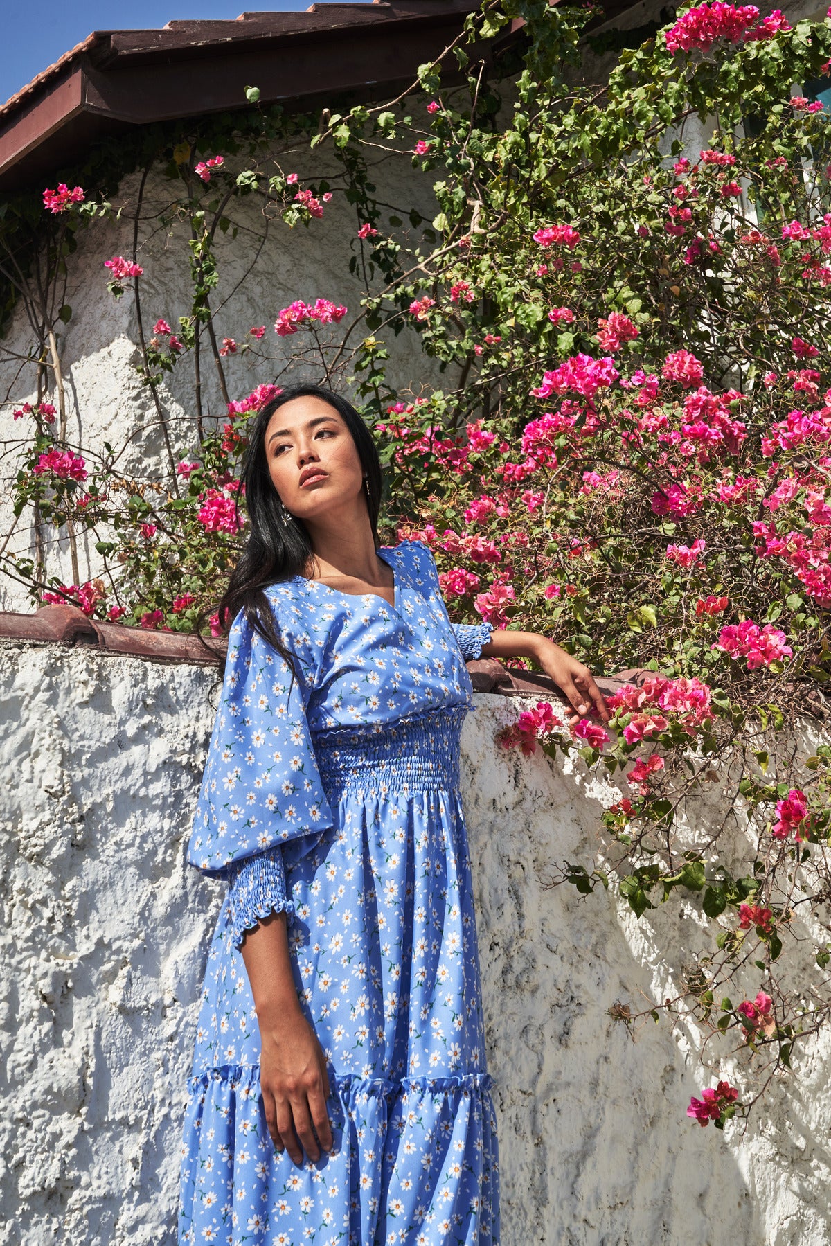 pansey – pansey collection